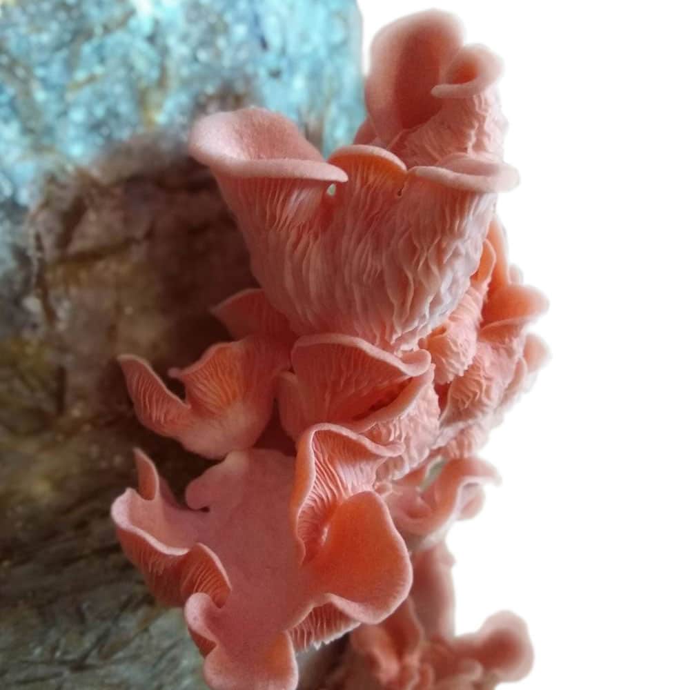 Pleurotus Djamor (Hliva ružová) - tekutá kultúra